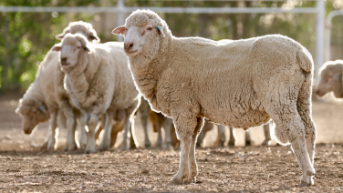 Sheep breeds and their wool: The ultimate guide to the softest natural